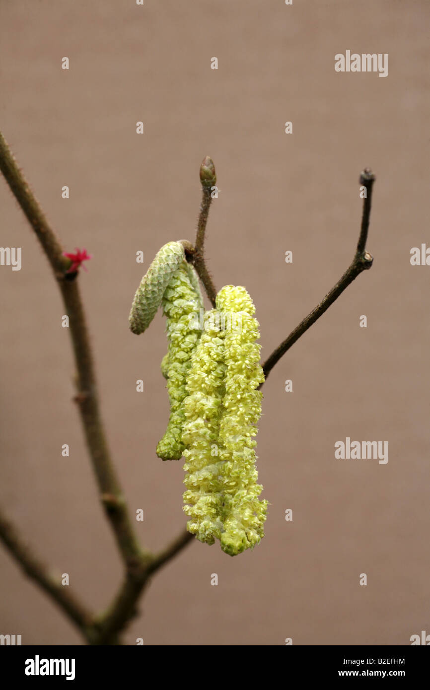 Catkins of Hazel Corylus avellana showing male catkins and female ...