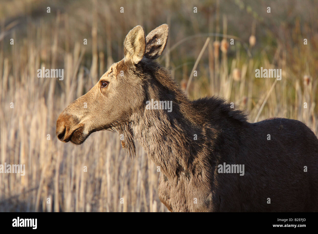 Young female moose on Hecla Island in Manitoba Stock Photo - Alamy