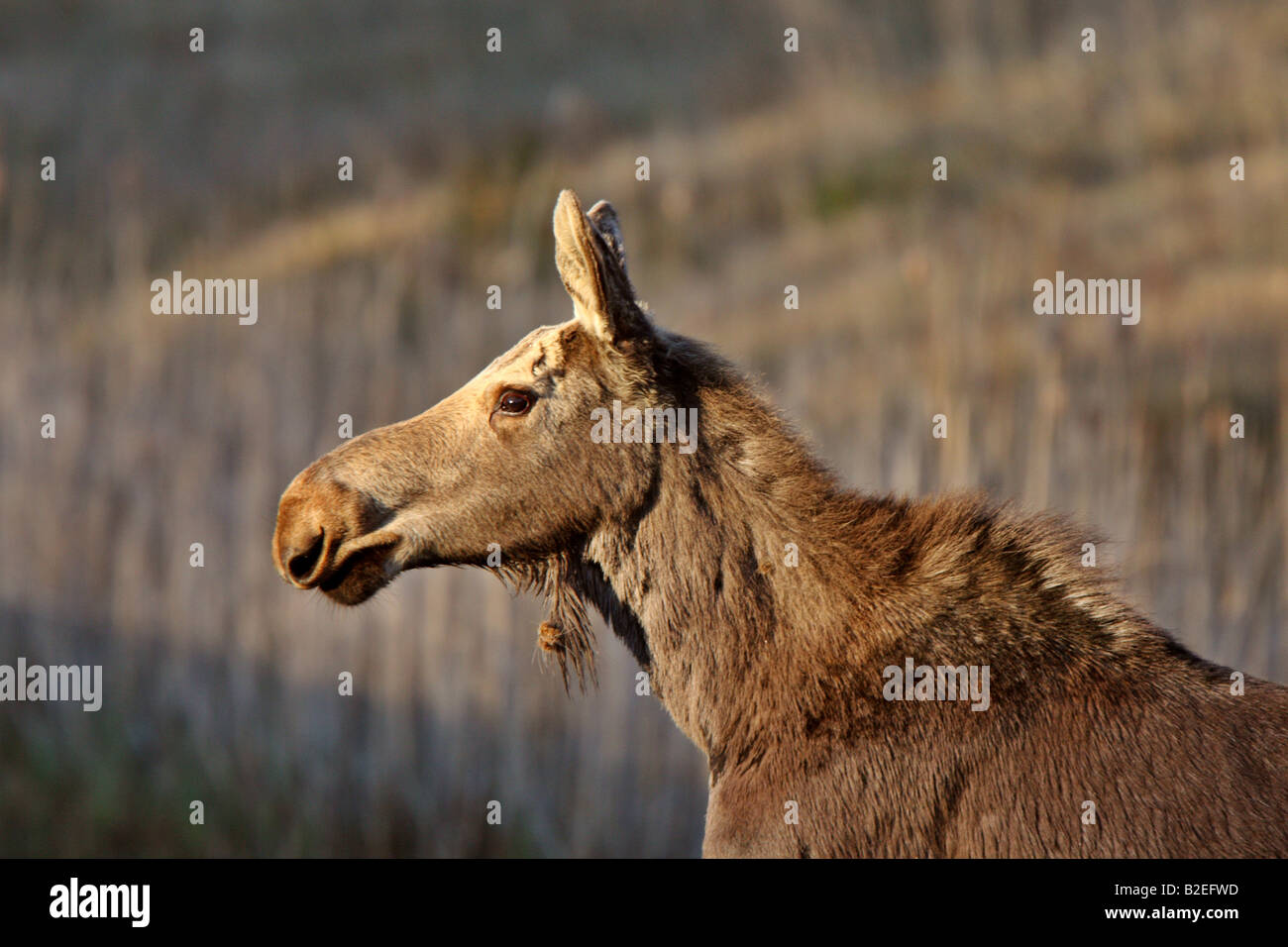 Young female moose on Hecla Island in Manitoba Stock Photo - Alamy