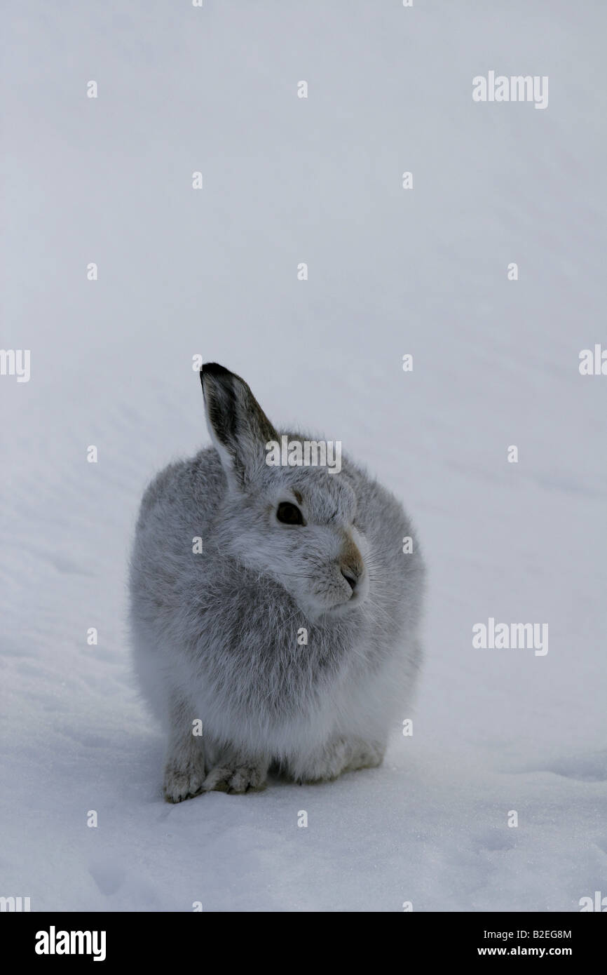 Mountain Hare lepus timidus in winter coat in Glenshee mountain range ...