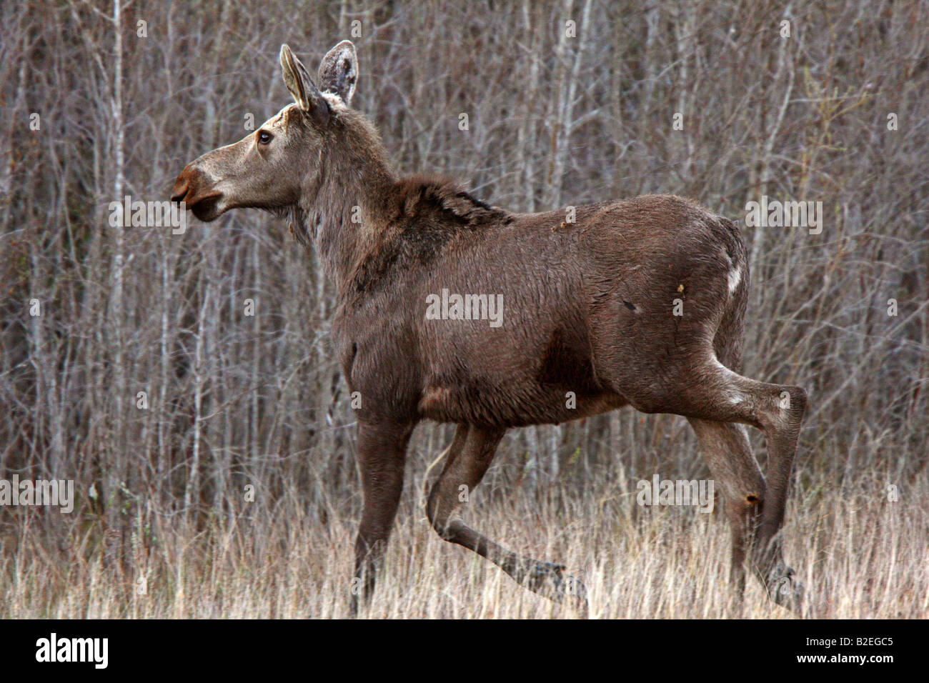Young female moose on Hecla Island in Manitoba Stock Photo - Alamy