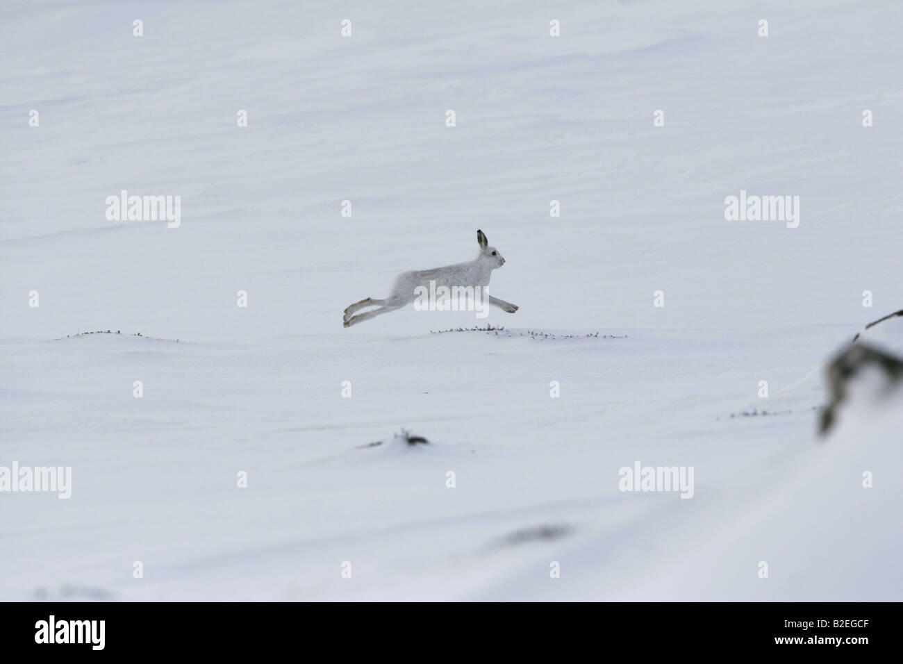 Leaping hare hi-res stock photography and images - Alamy