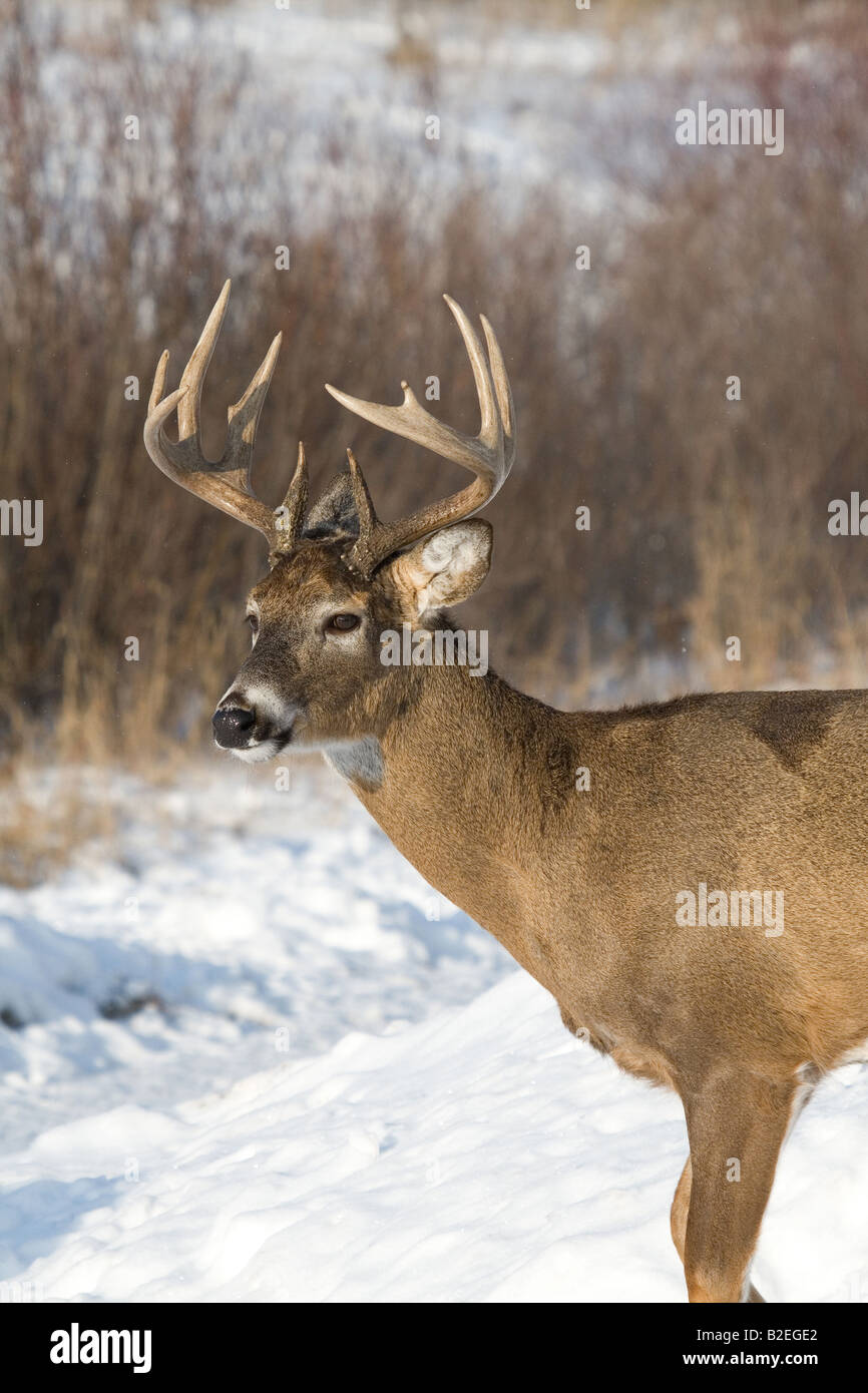 White tailed buck in the snow Stock Photo - Alamy