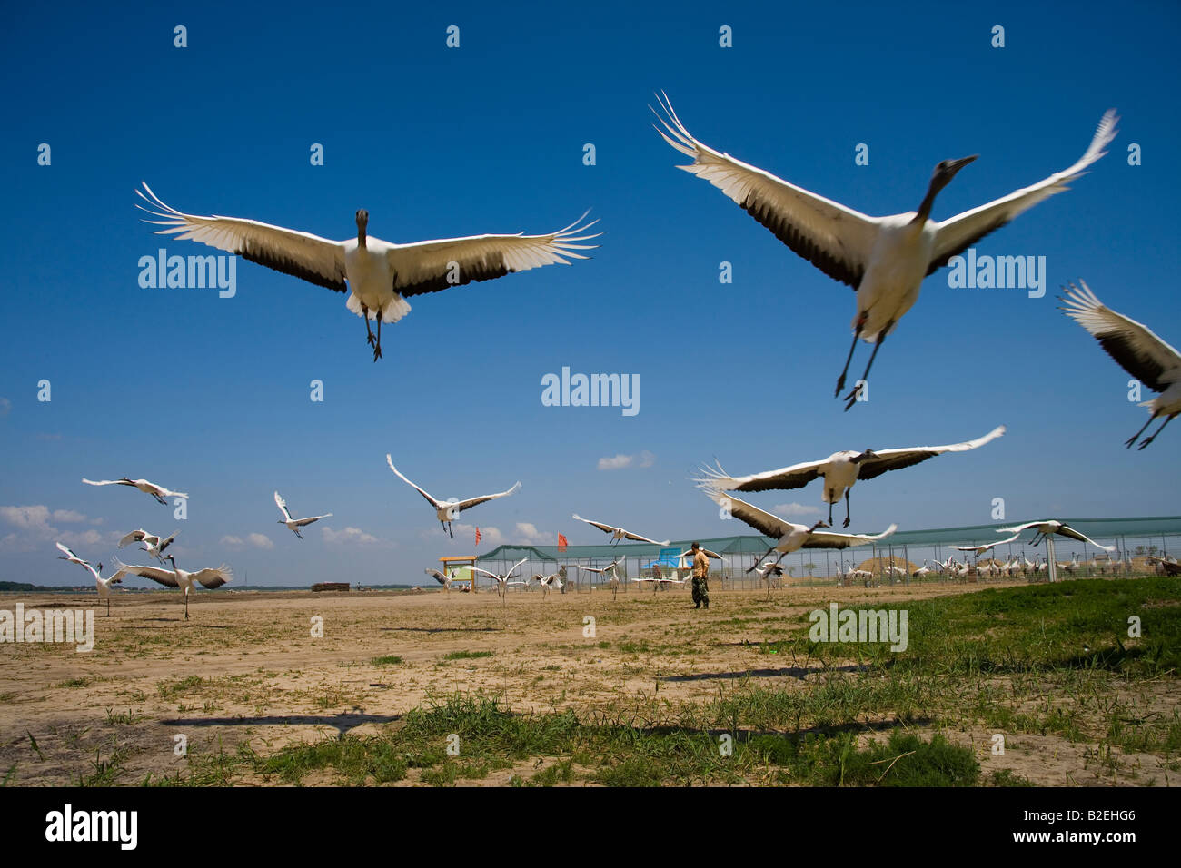 Zhalong nature reserve hi-res stock photography and images - Alamy