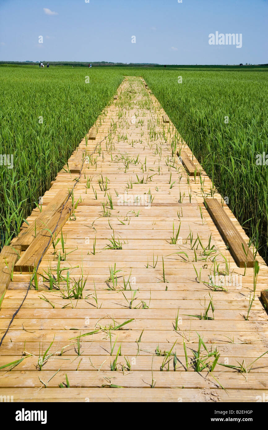 Zhalong natural reserve china grass hi-res stock photography and images ...