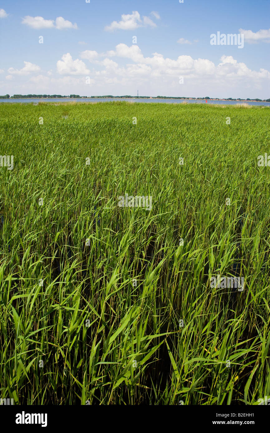 Heilongjiang,zhalong Natural Reserve Stock Photo - Alamy