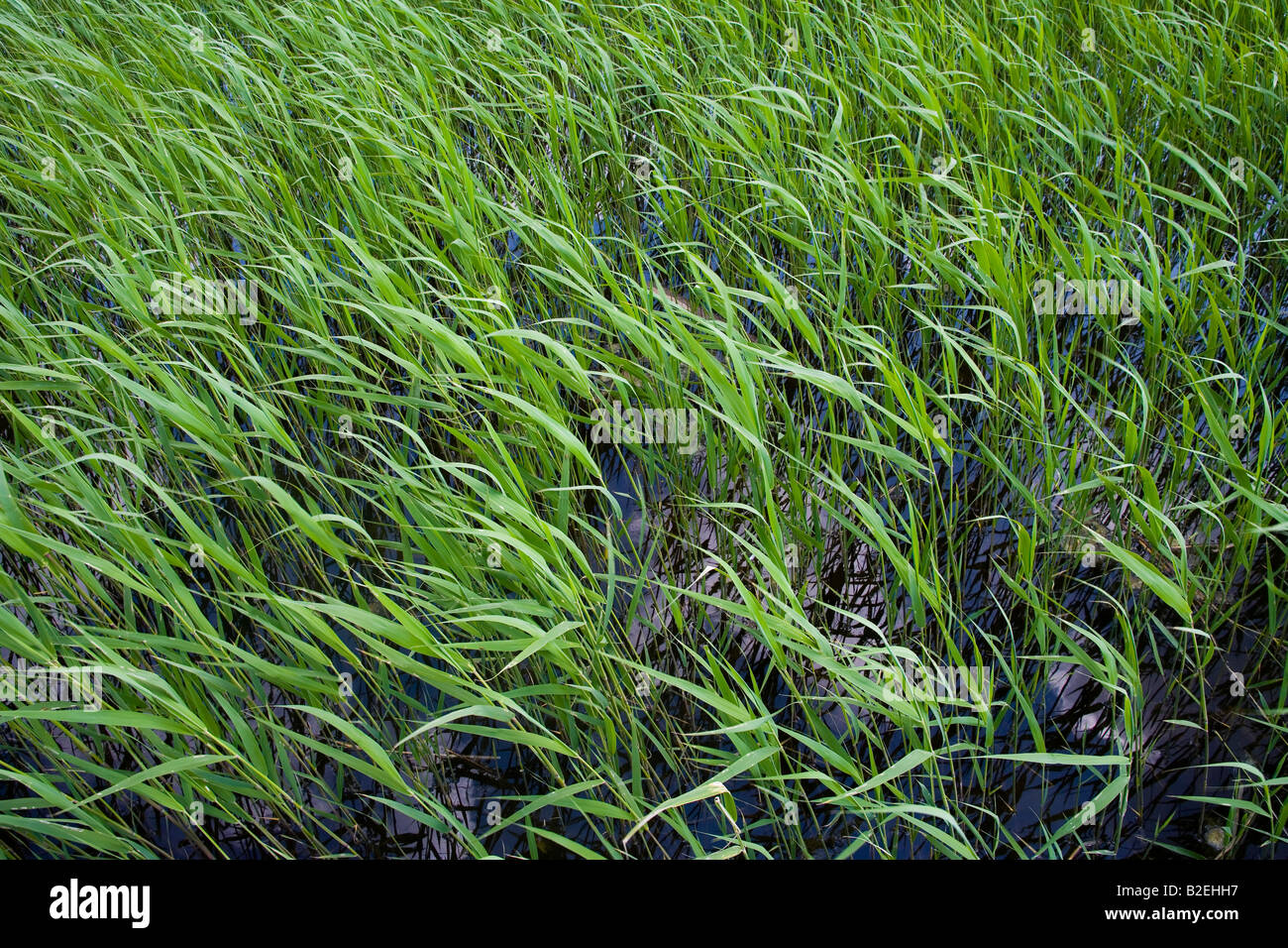 Heilongjiang,zhalong Natural Reserve Stock Photo - Alamy