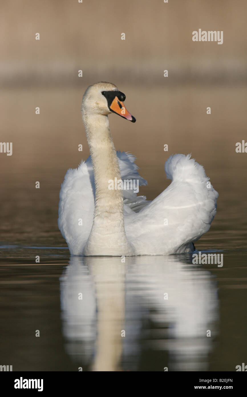 Full swan hi-res stock photography and images - Alamy