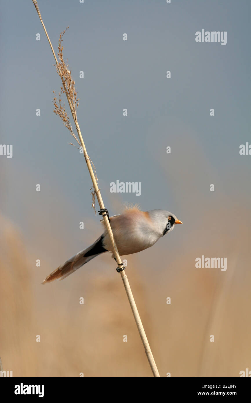 Bearded Tit Panurus biarmicus male Stock Photo - Alamy