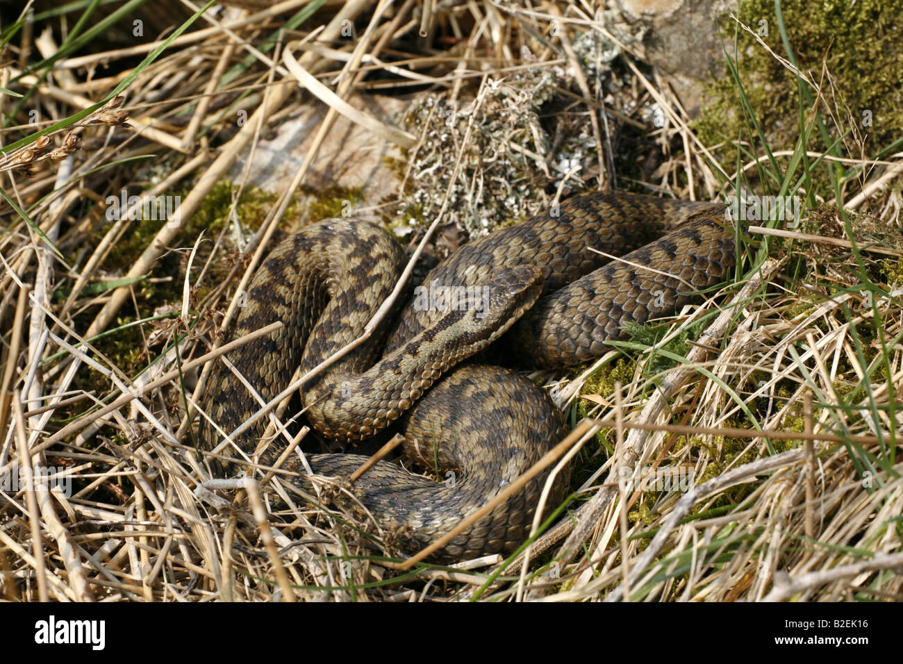 Adder scotland hi-res stock photography and images - Alamy