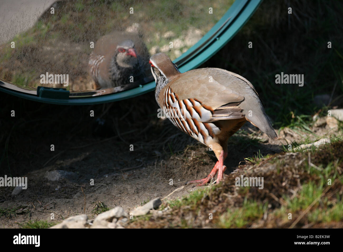 Red Legged Partridge Alectoris rufa staring at own reflection Stock ...
