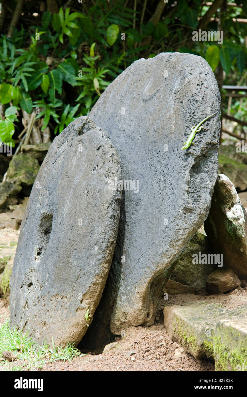 Money lizard hi-res stock photography and images - Alamy