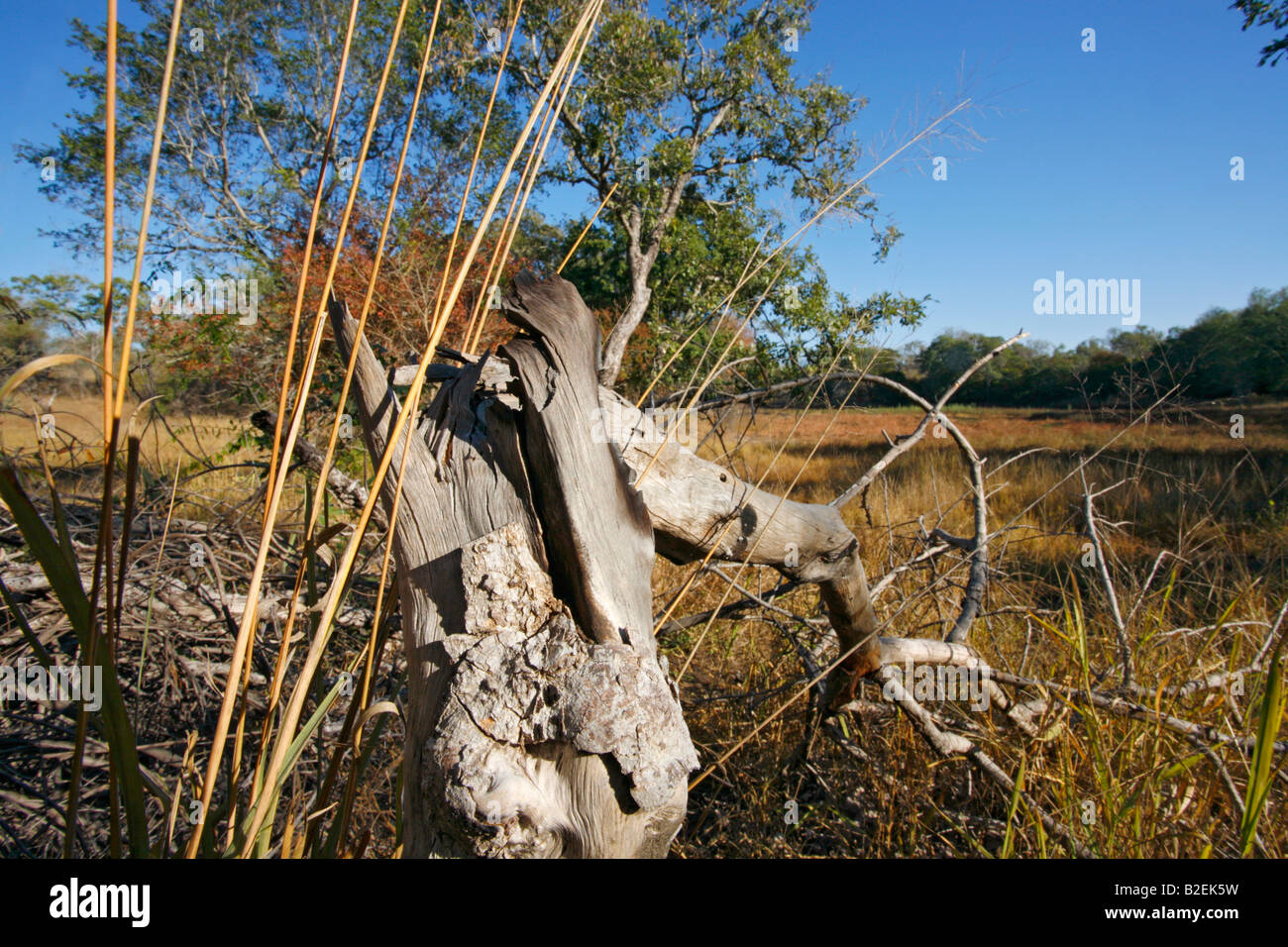 Zinave national park hi-res stock photography and images - Alamy