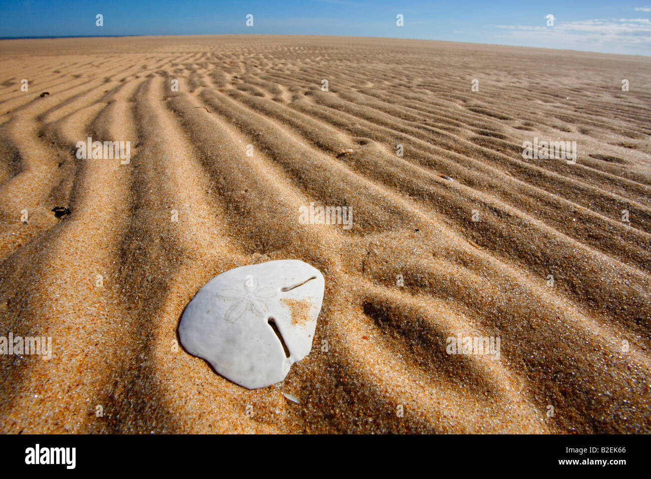 Pansy shell hi-res stock photography and images - Alamy