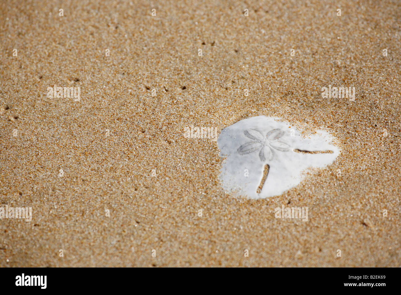 A pansy shell lying on the beach Stock Photo - Alamy