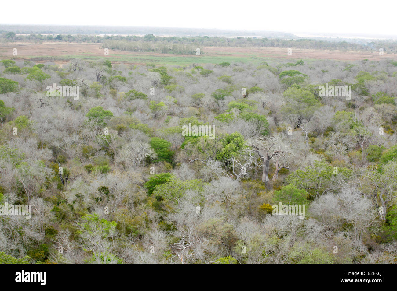 Aerial view of a dense forest on the fringe of the Save River in ...