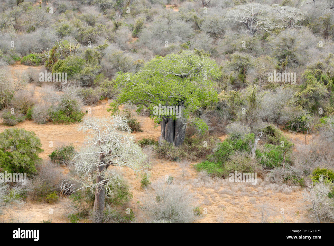 Aerial view a Baobab (Adansonia digitata) tree in Zinave National park ...