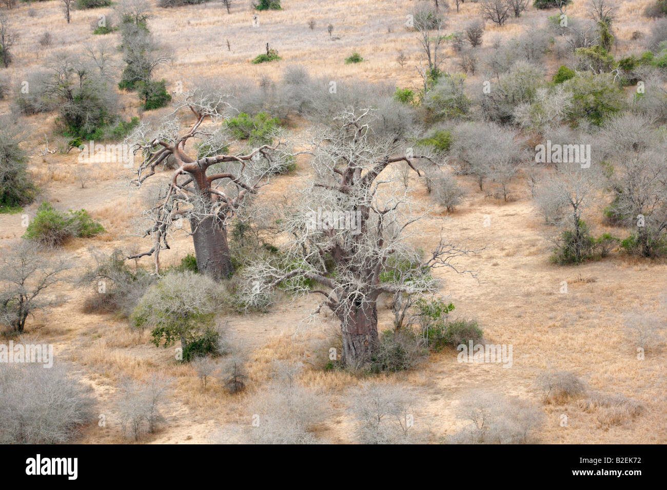 Mozambique baobab tree hi-res stock photography and images - Alamy