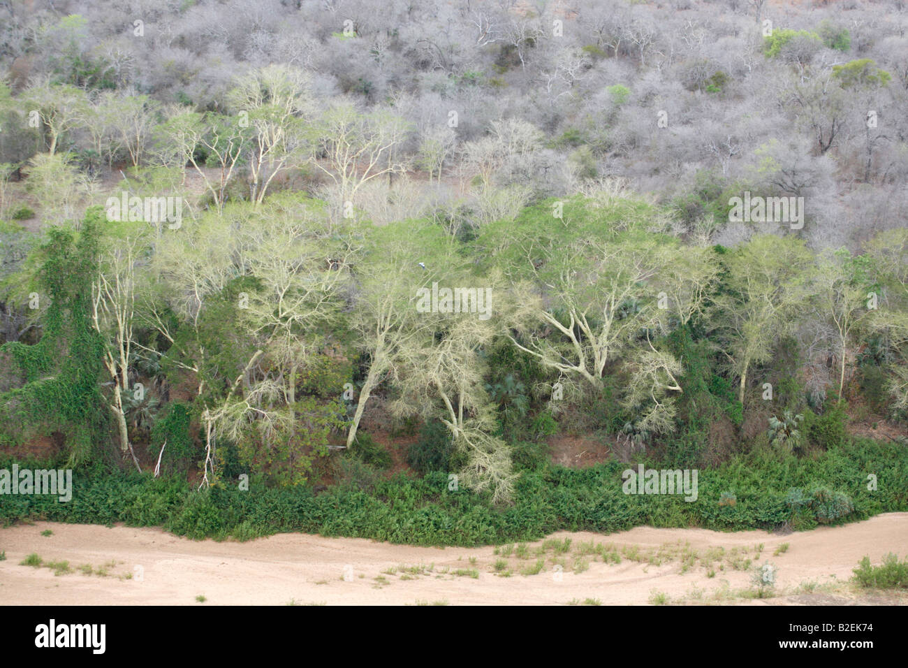 Aerial view of fever trees (Acacia xanthophloea) and a dry leafless ...