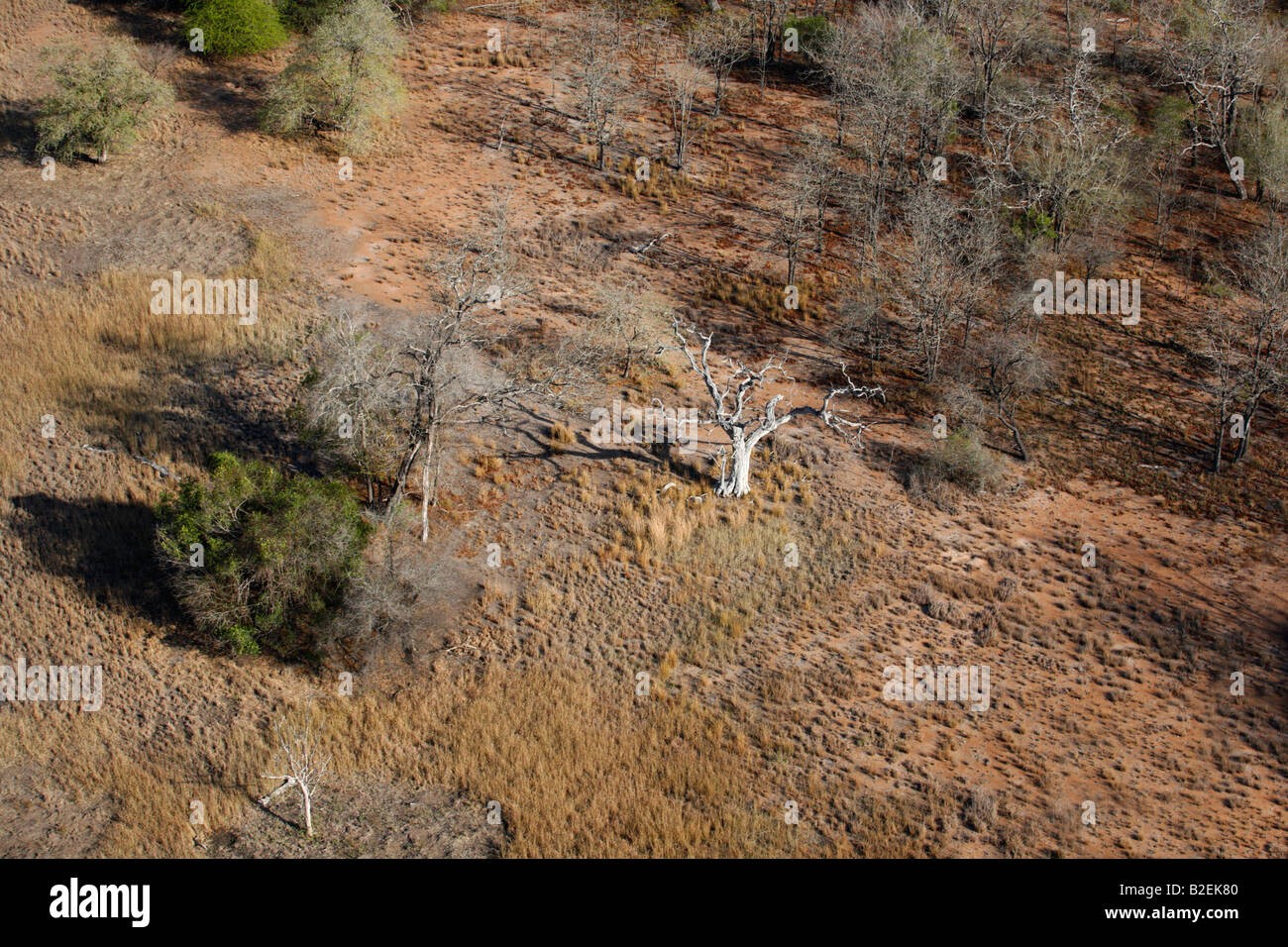 Aerial view of a lone dead leadwood tree in the bushveld Stock Photo ...