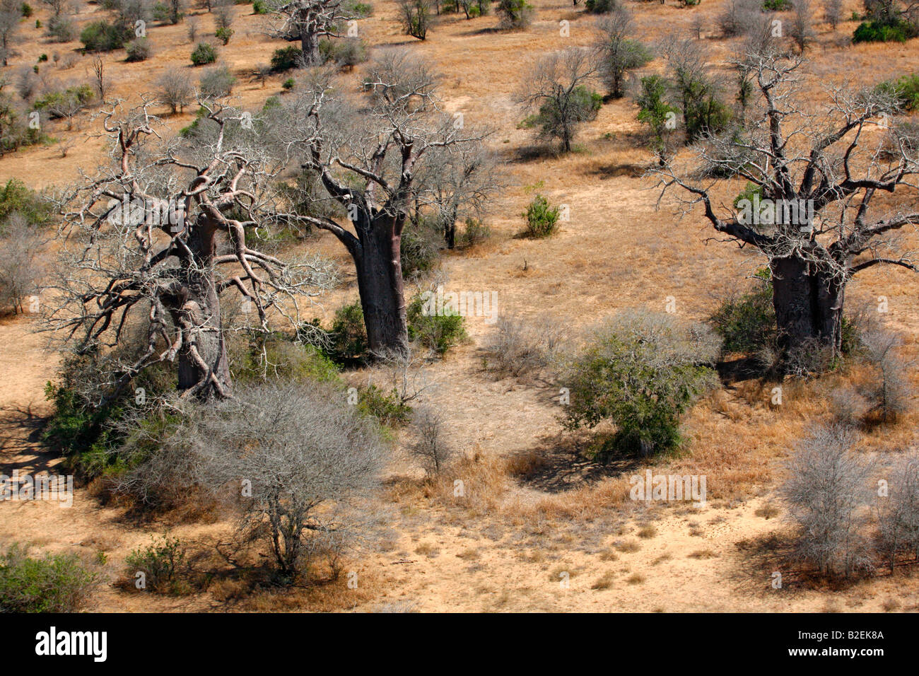 Aerial view a cluster of Baobab (Adansonia digitata) trees in in an ...