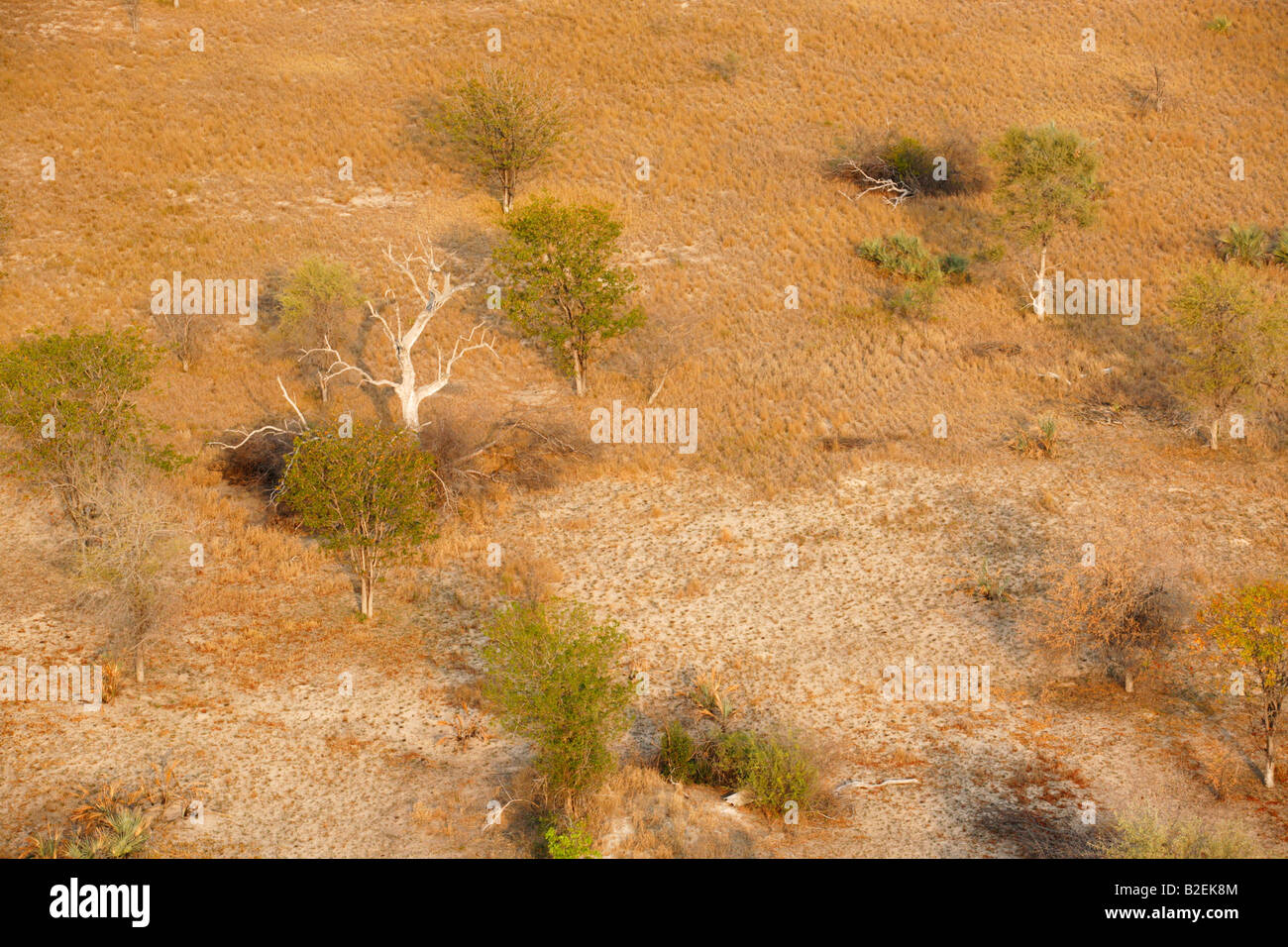 Savanna vegetation sparse hi-res stock photography and images - Alamy