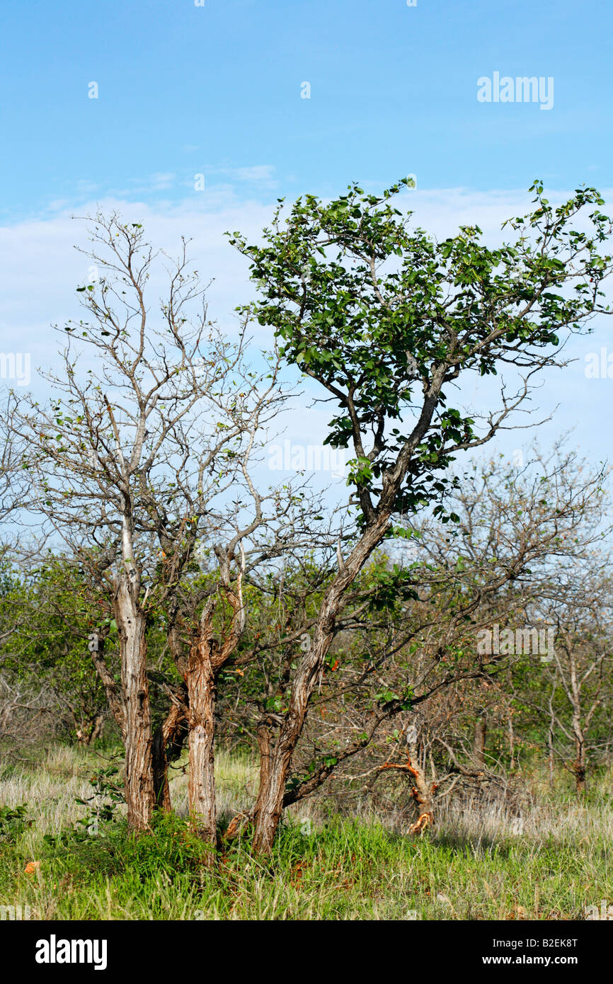 Two mopane trees standing next to one-another one completely defoliated ...