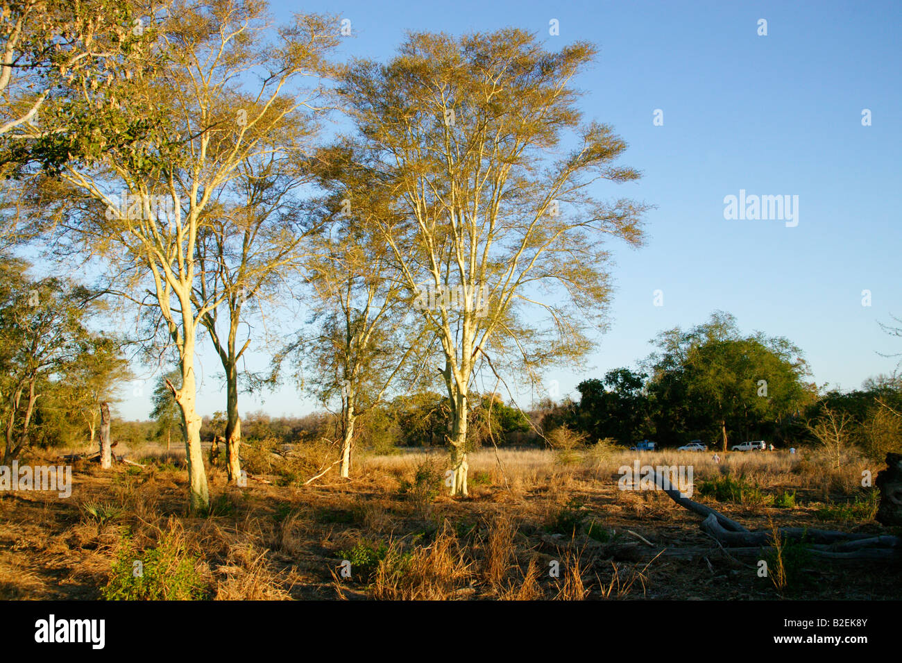 Vegetation limpopo river High Resolution Stock Photography and Images ...