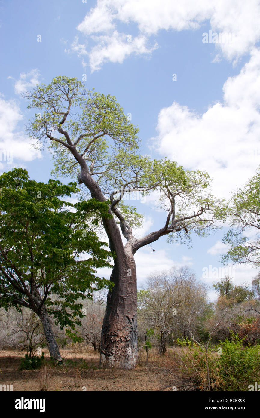 Zinave vegetation baobab tree hi-res stock photography and images - Alamy