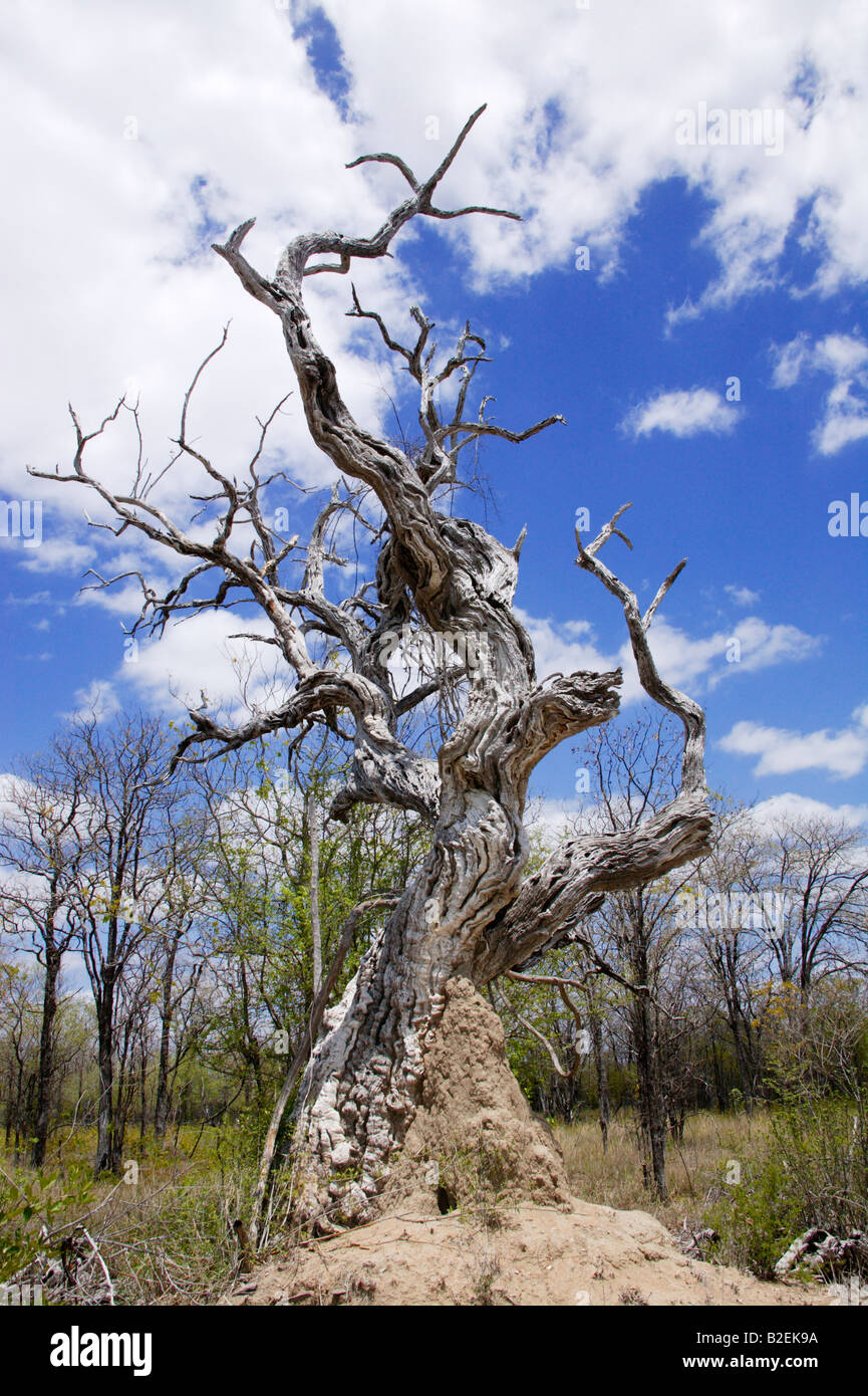 A low-angle view up a gnarled Leadwood (Combretum imberbe) stem Stock ...