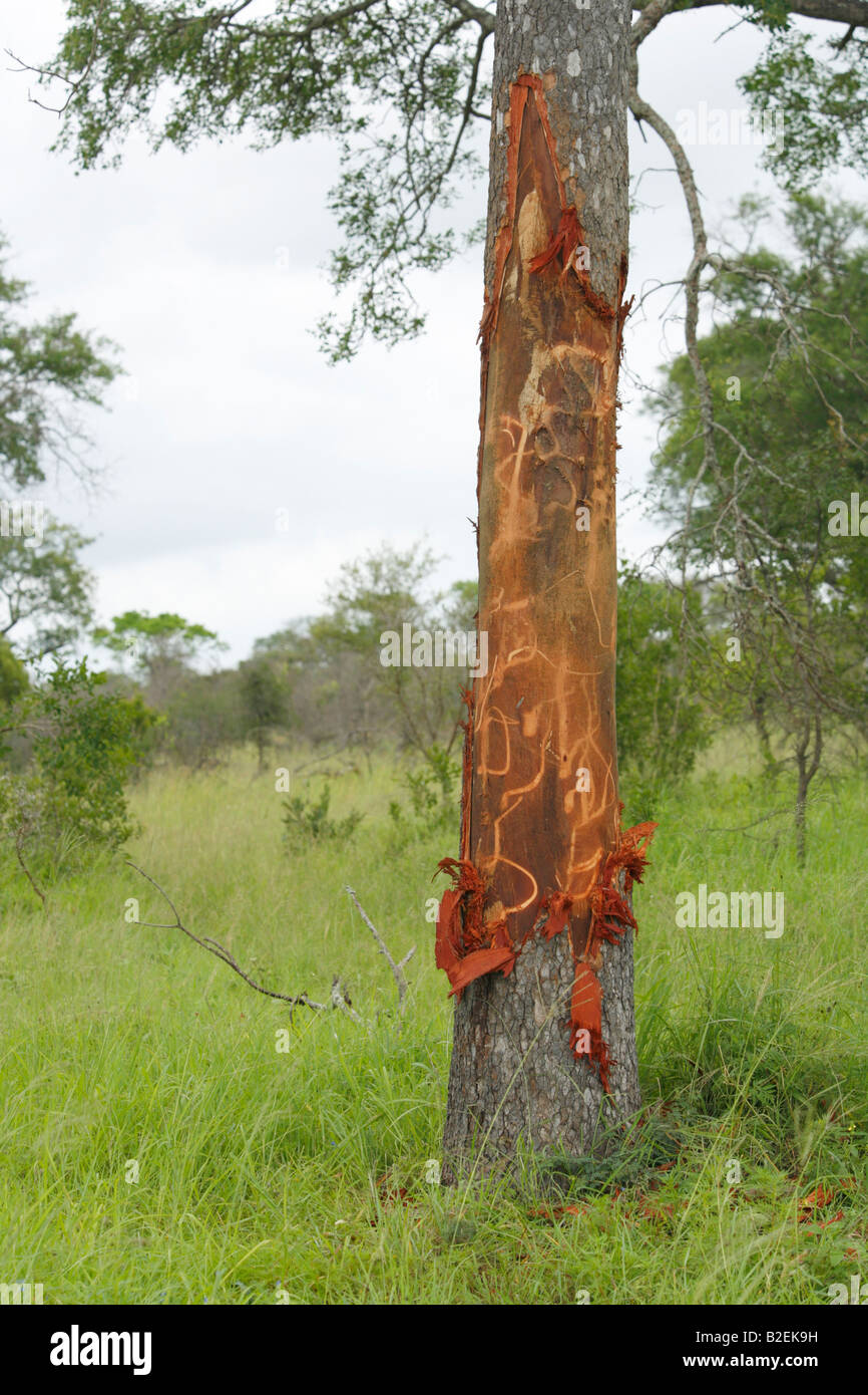 Ring bark elephant hi-res stock photography and images - Alamy