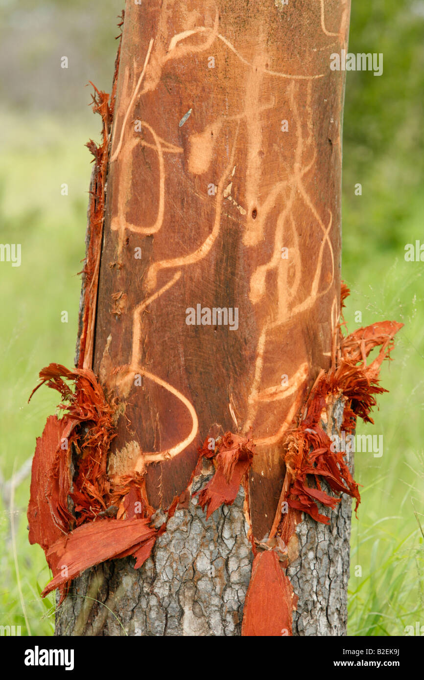 The patterns left on a tree by an elephant which used its tusk to prize ...
