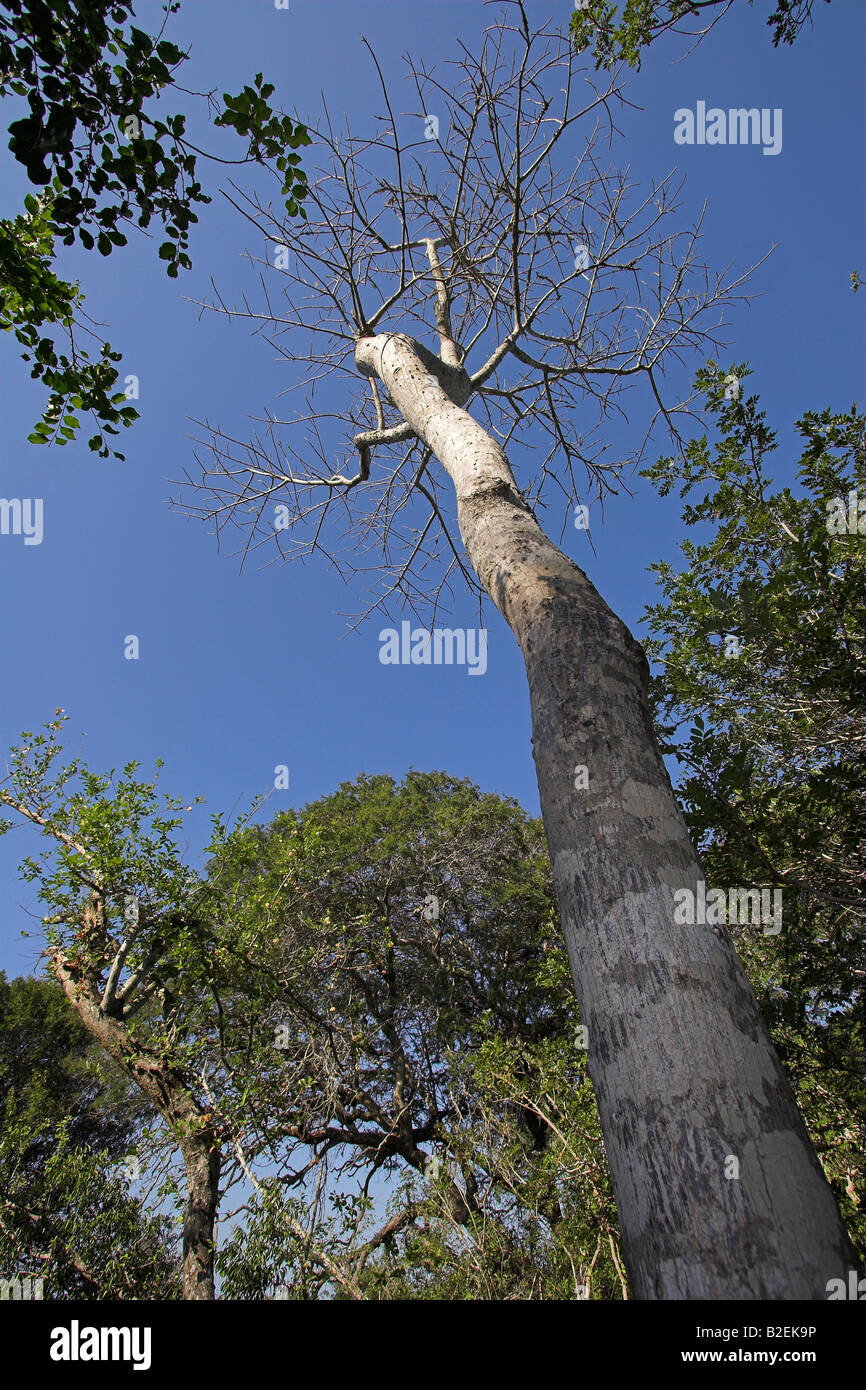 A leafless sand forest tree Stock Photo - Alamy