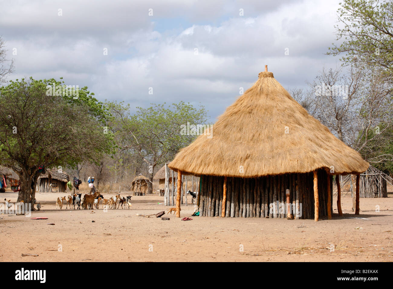 A settlement showing a thatched hut made with Mopane poles and herd of ...