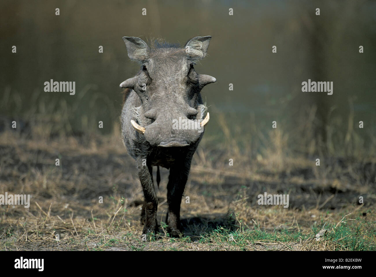 Warthog facts hi-res stock photography and images - Alamy