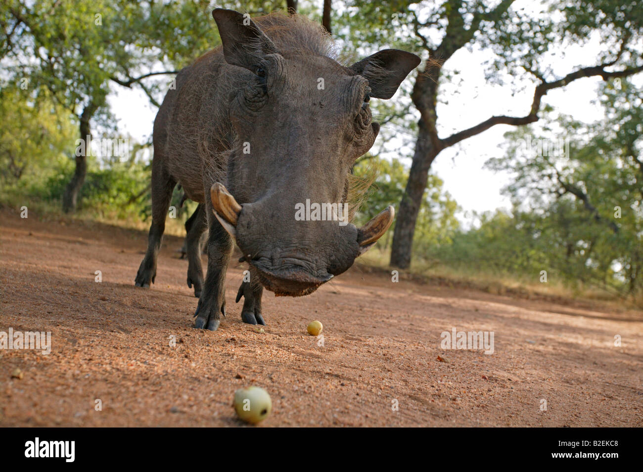 A warthog approaching to eat a marula fruit lying on the ground Stock ...