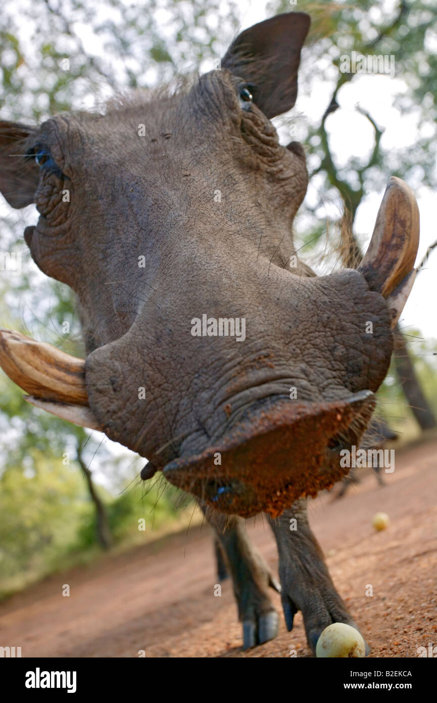 Close-up portrait of a warthog Stock Photo - Alamy