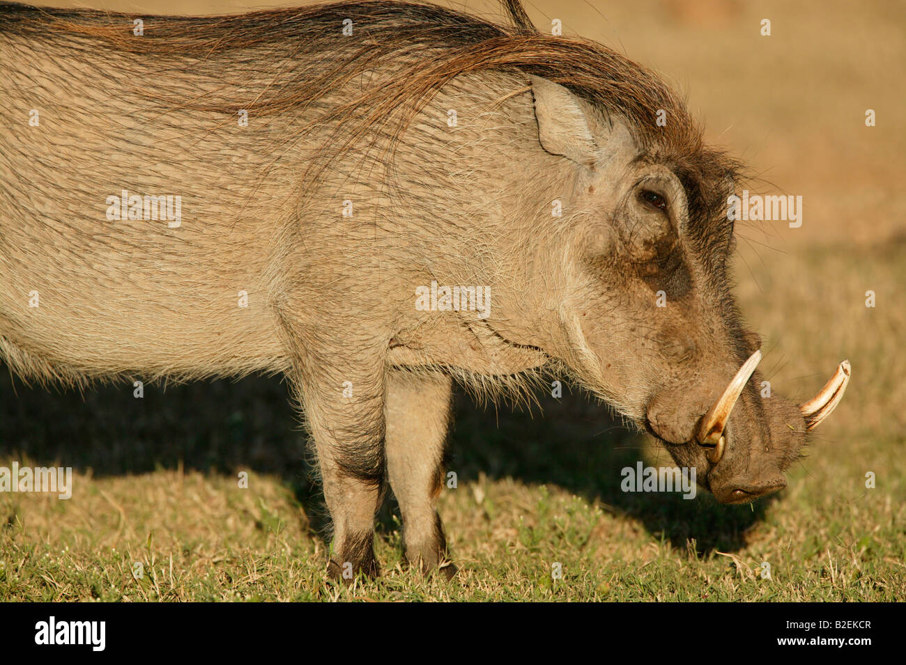 Warthog head hi-res stock photography and images - Alamy