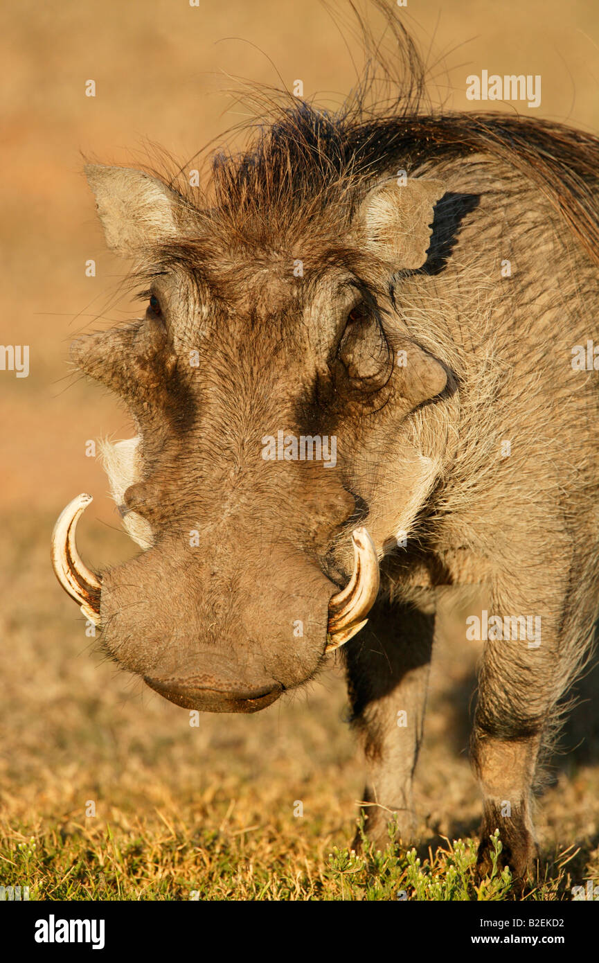Warthog Head Stock Photos & Warthog Head Stock Images - Alamy