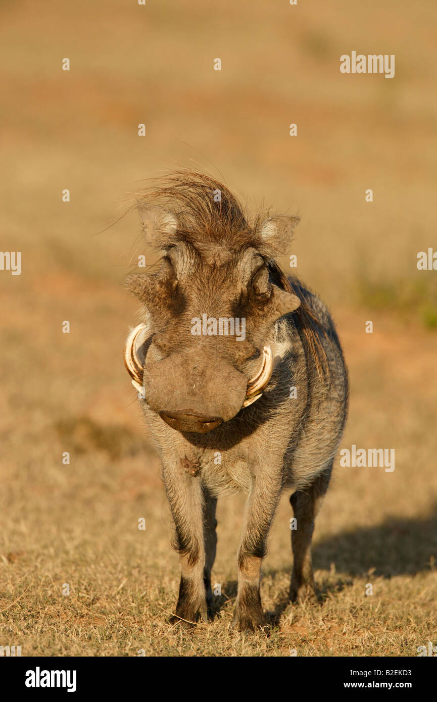 Warthog tusks hi-res stock photography and images - Alamy