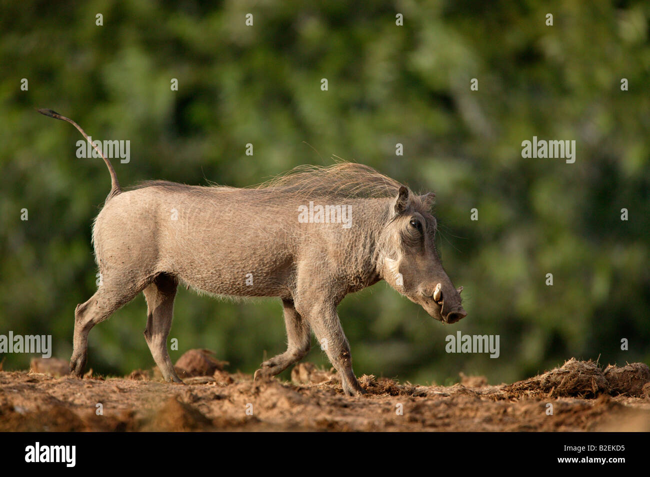 Warthog trotting with tail upright Stock Photo - Alamy
