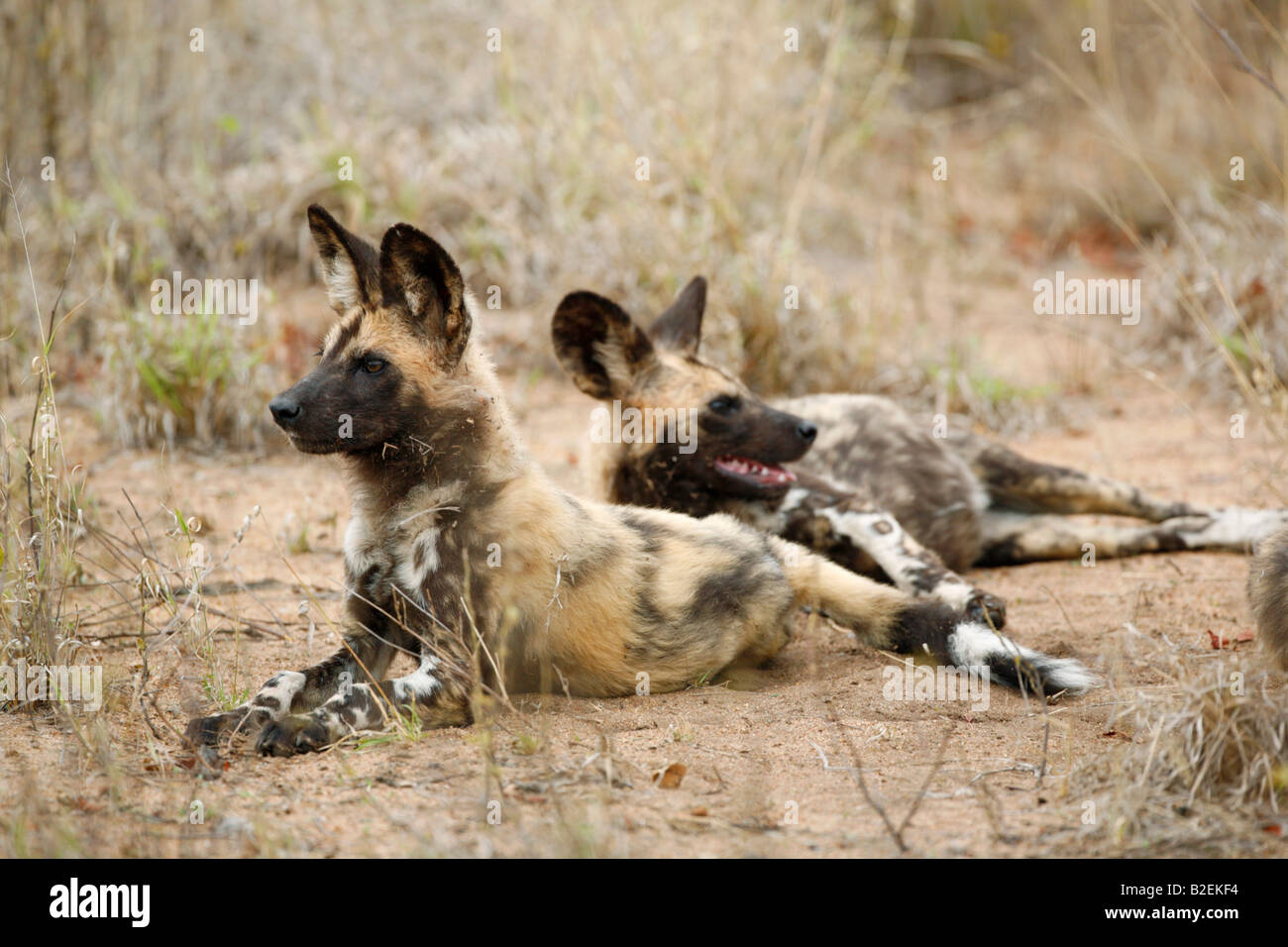 Wild dog pups resting Stock Photo - Alamy