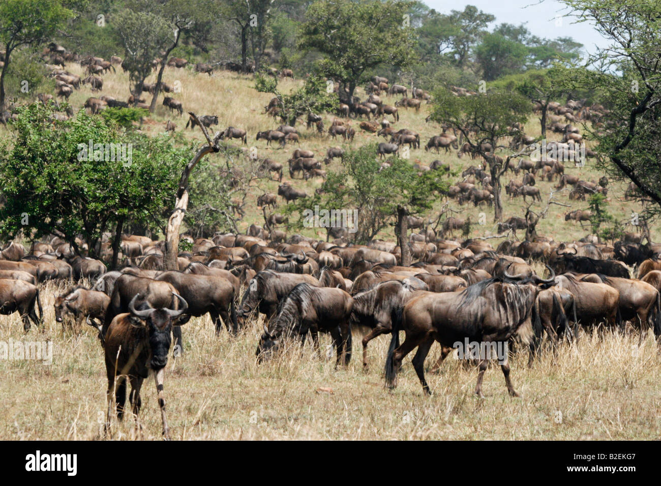 Large herds of Blue wildebeest on the move during the annual migration ...