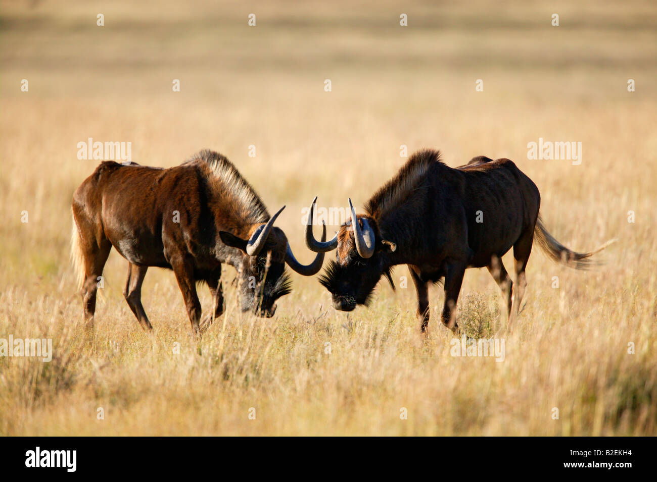 Tussling High Resolution Stock Photography and Images - Alamy