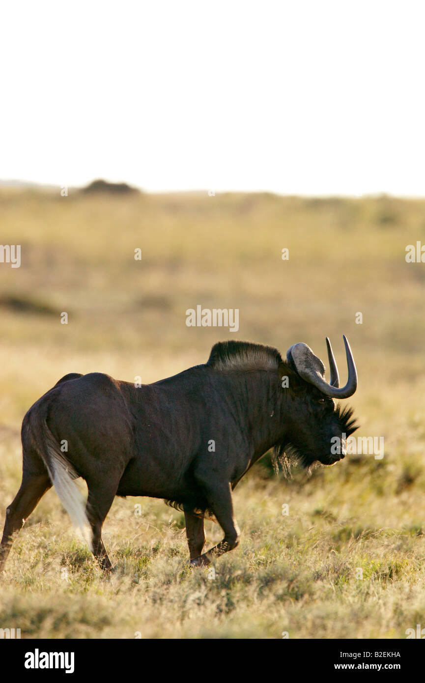 Black wildebeest bull showing the long white tufted tail and peculiar ...