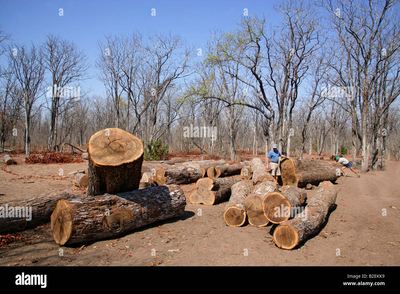 Leadwood (Combretum imberbe) logs in a log depot in rural Mozambique ...