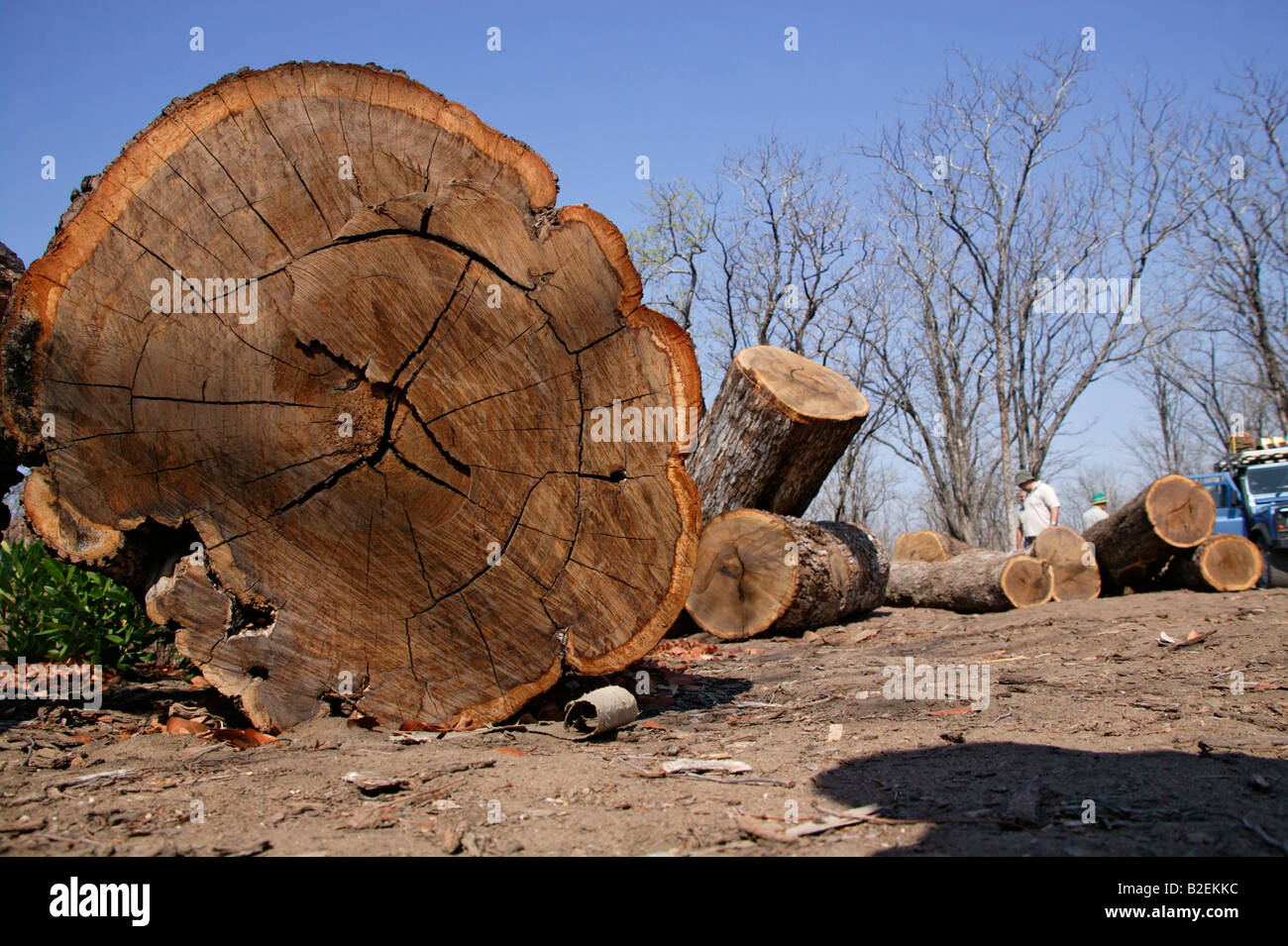 Logging depot hi-res stock photography and images - Alamy