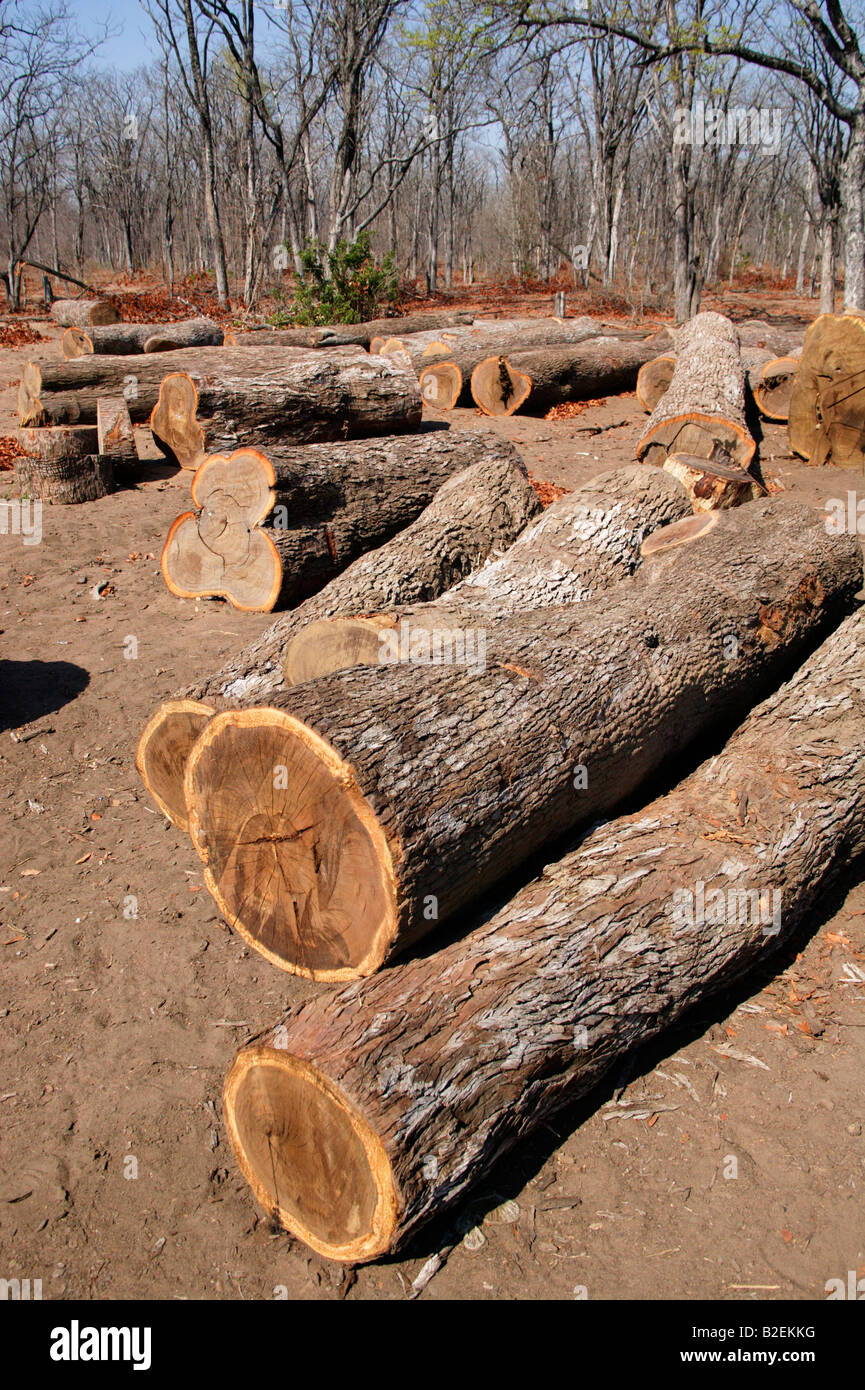 Leadwood (Combretum imberbe) logs in a log depot in rural Mozambique ...