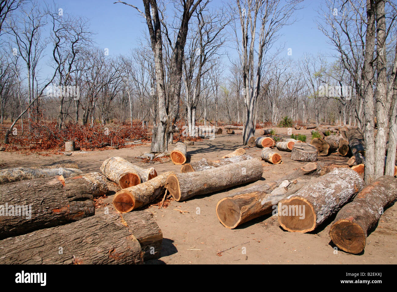 Leadwood (Combretum imberbe) logs in a log depot in rural Mozambique ...