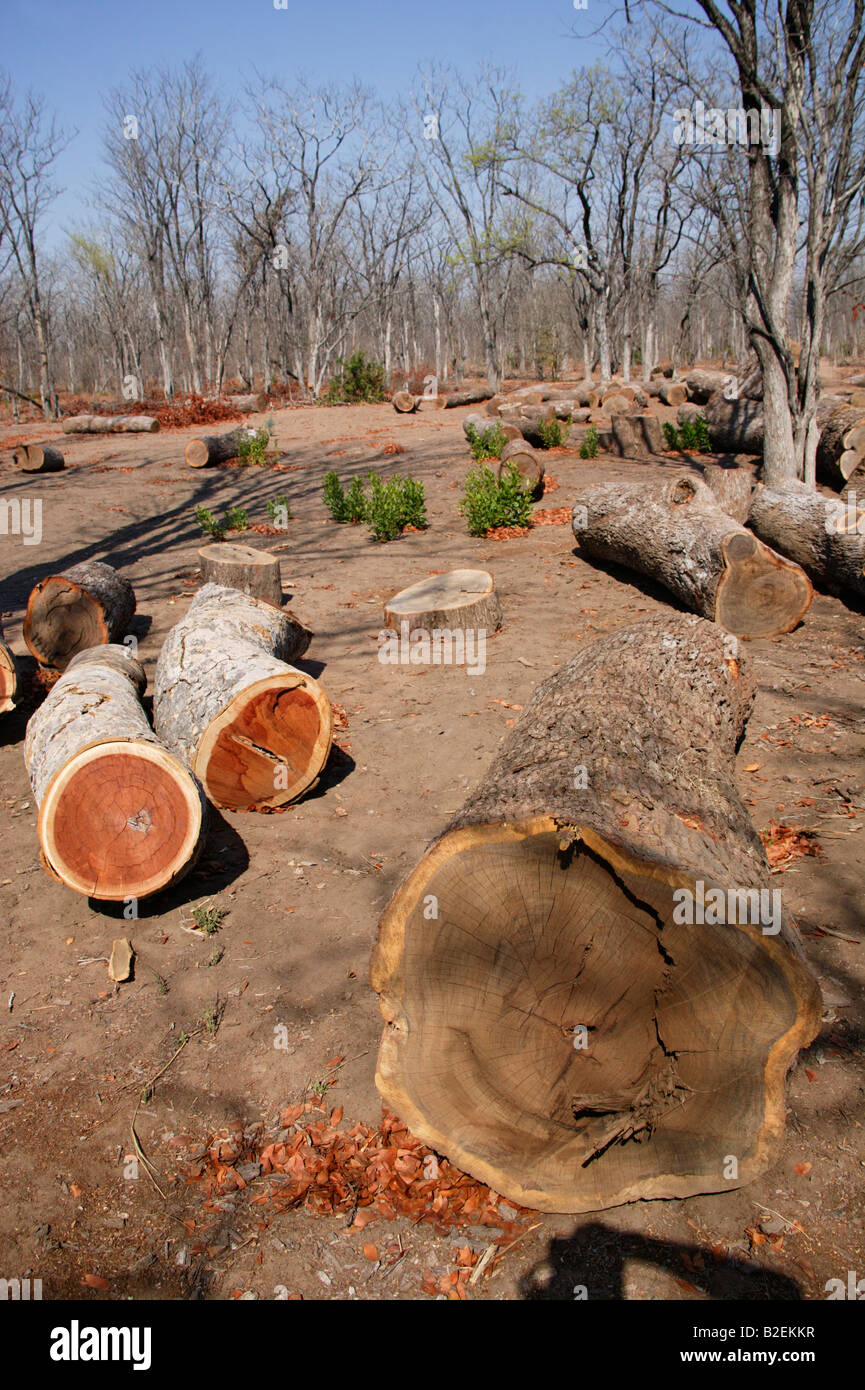 Panga africa hi-res stock photography and images - Alamy